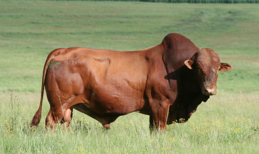 Beefmaster Expo Catalogue - Exceptional Beef Products